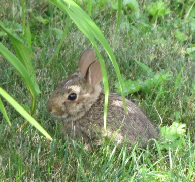 Rabbits – Arghh! – Goldenrod Garden