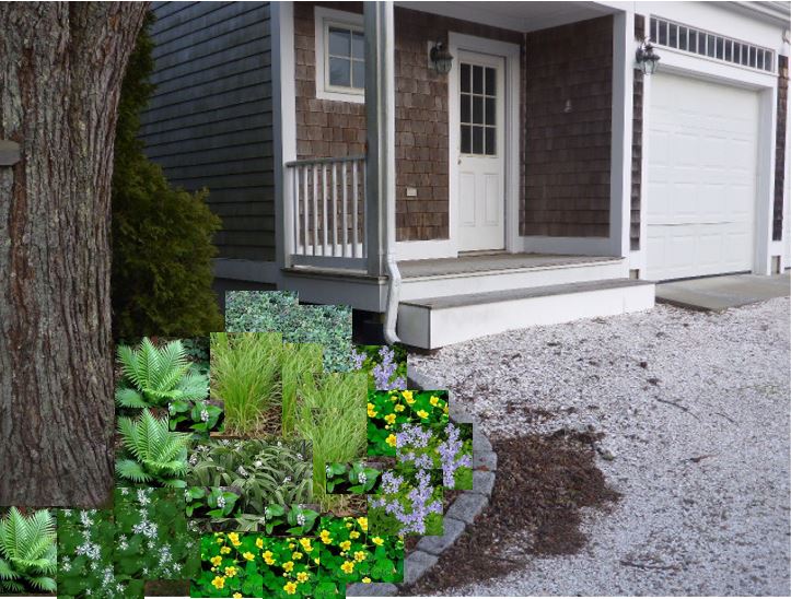 Design with Natives – Front Entryway – Goldenrod Garden