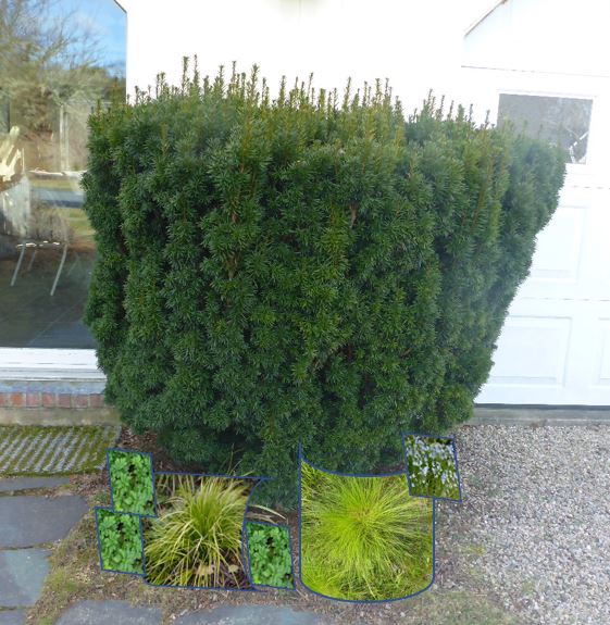 Design with Natives – Side Entry – Goldenrod Garden