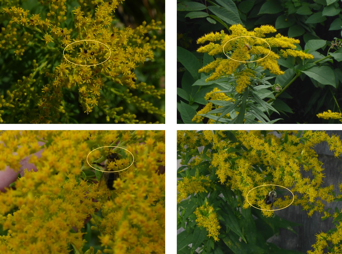 Fun with Goldenrod – Goldenrod Garden
