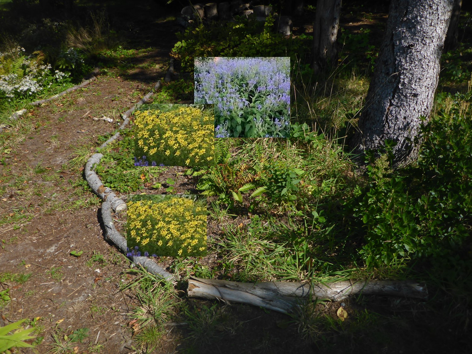 Woodland Edges – Goldenrod Garden