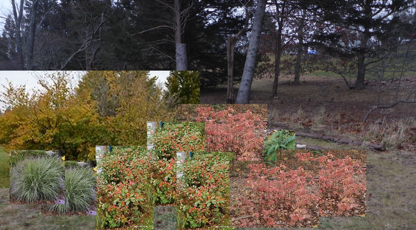 Woodland Edges – Goldenrod Garden