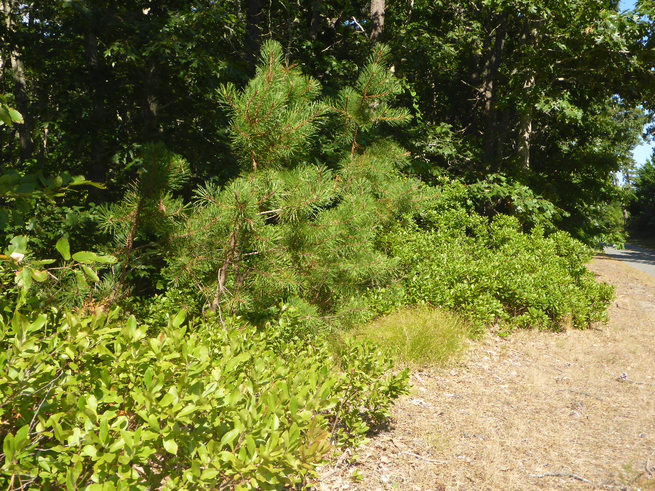 Woodland Edges – Goldenrod Garden