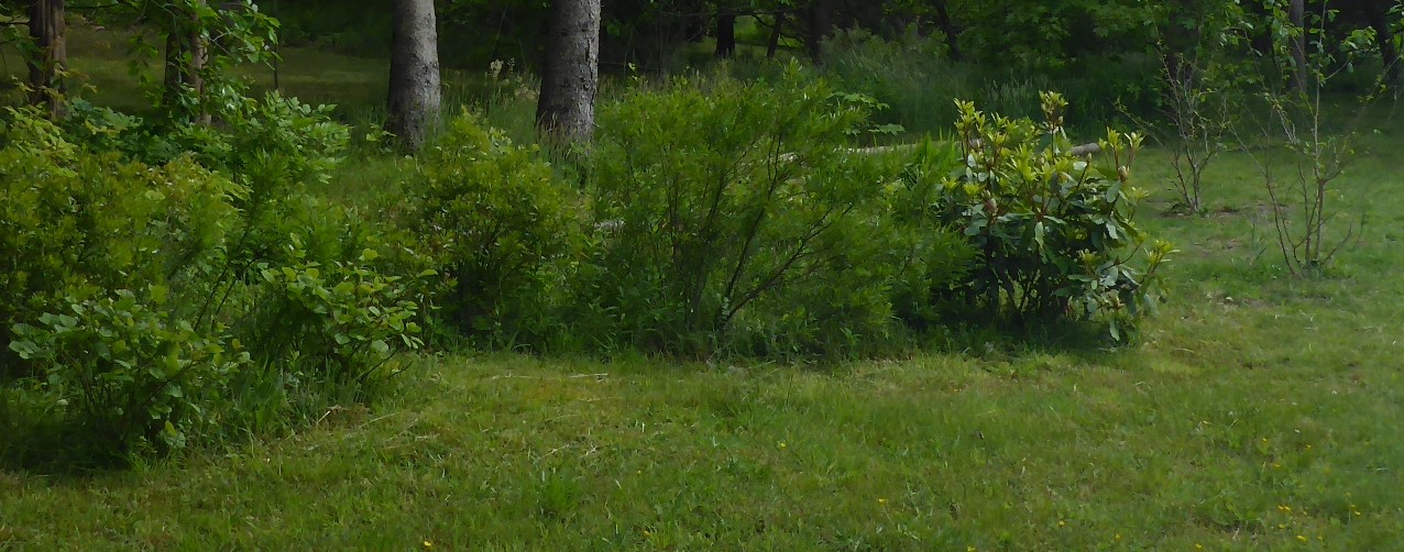 In Praise of Native Shrubs – Goldenrod Garden