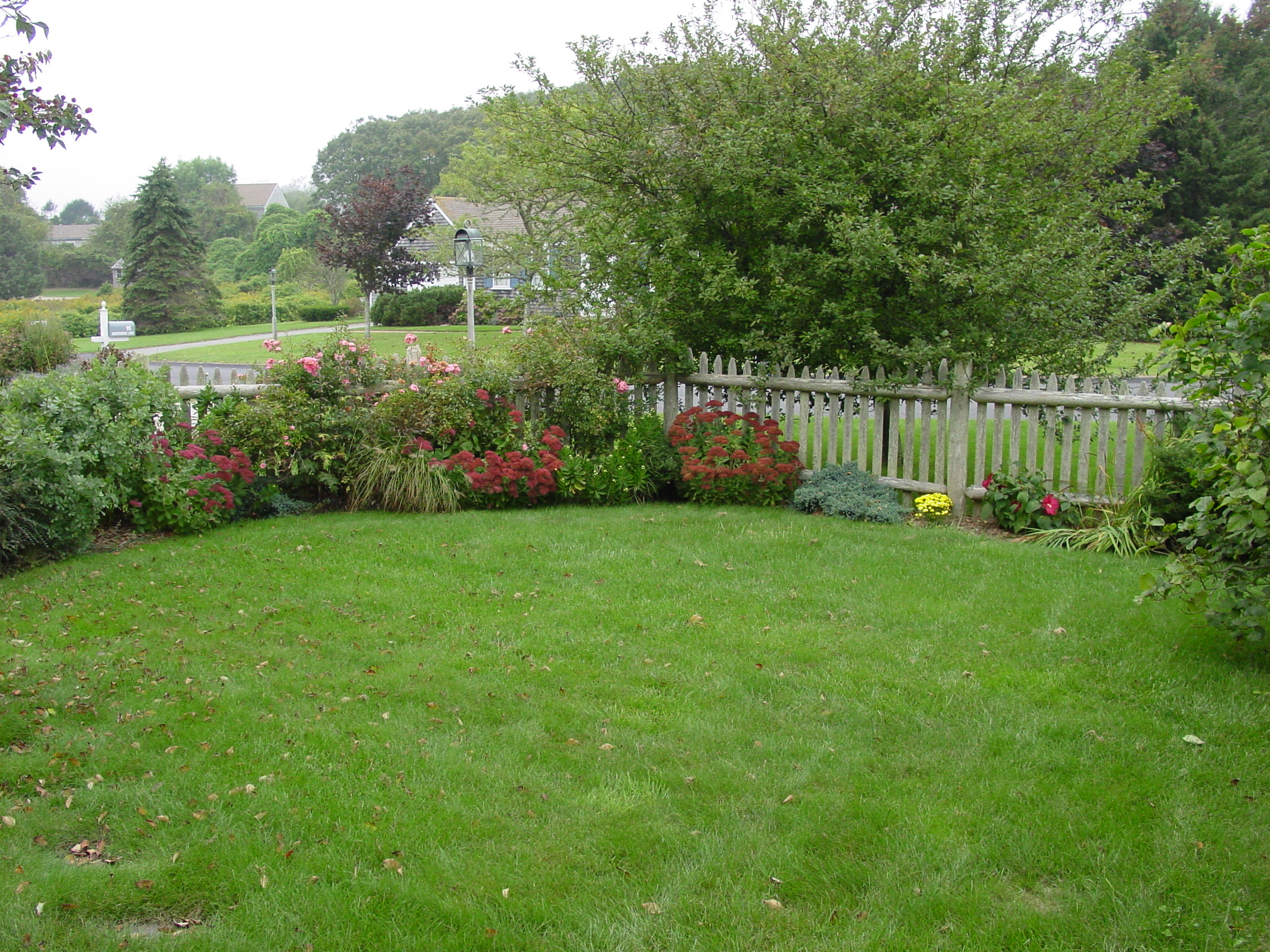 My Cape Cod Lawn – Goldenrod Garden