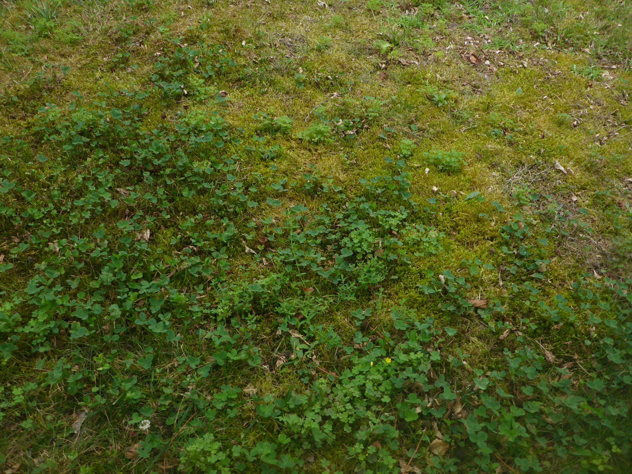 My Cape Cod Lawn – Goldenrod Garden