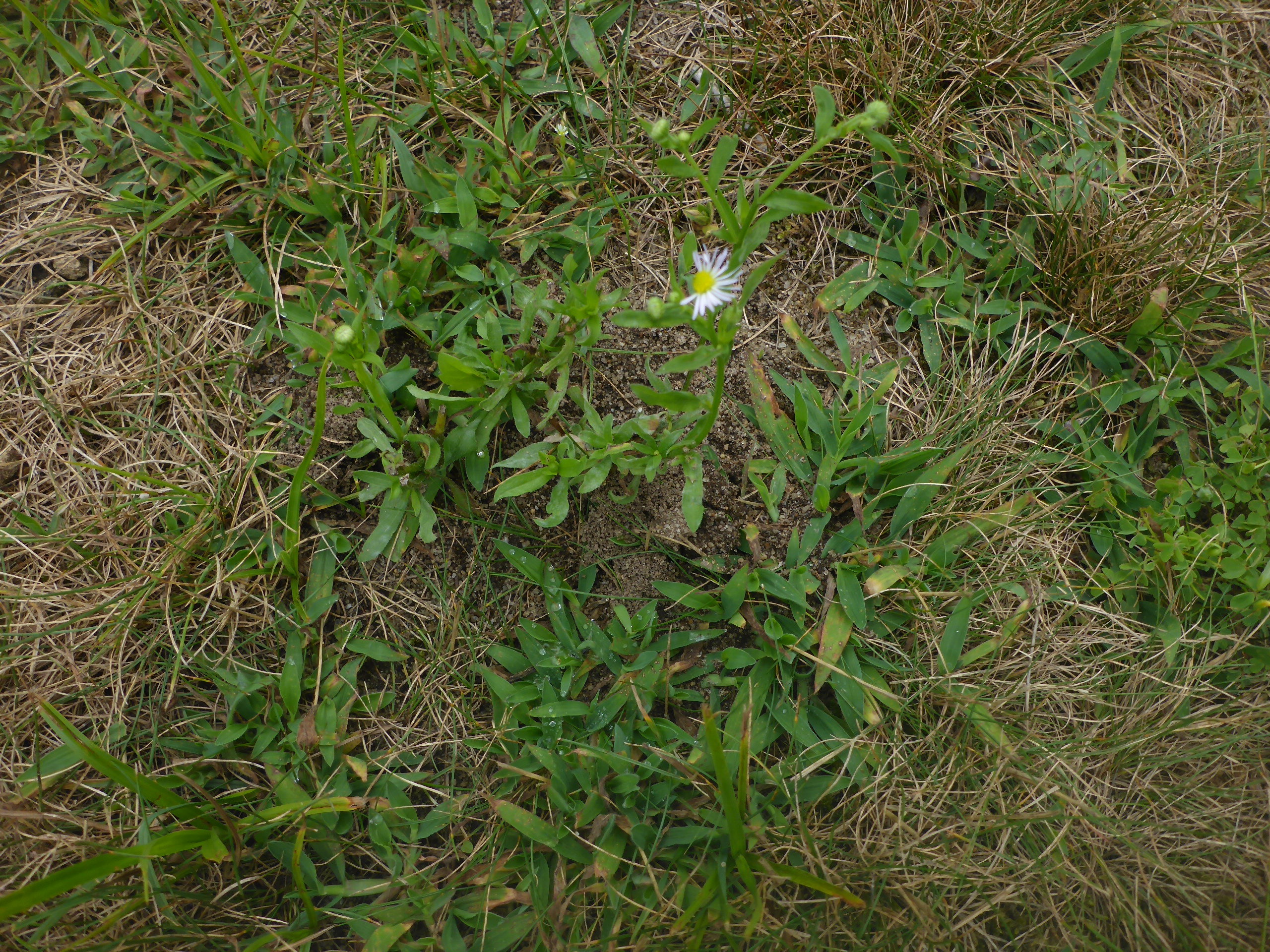 My Cape Cod Lawn – Goldenrod Garden