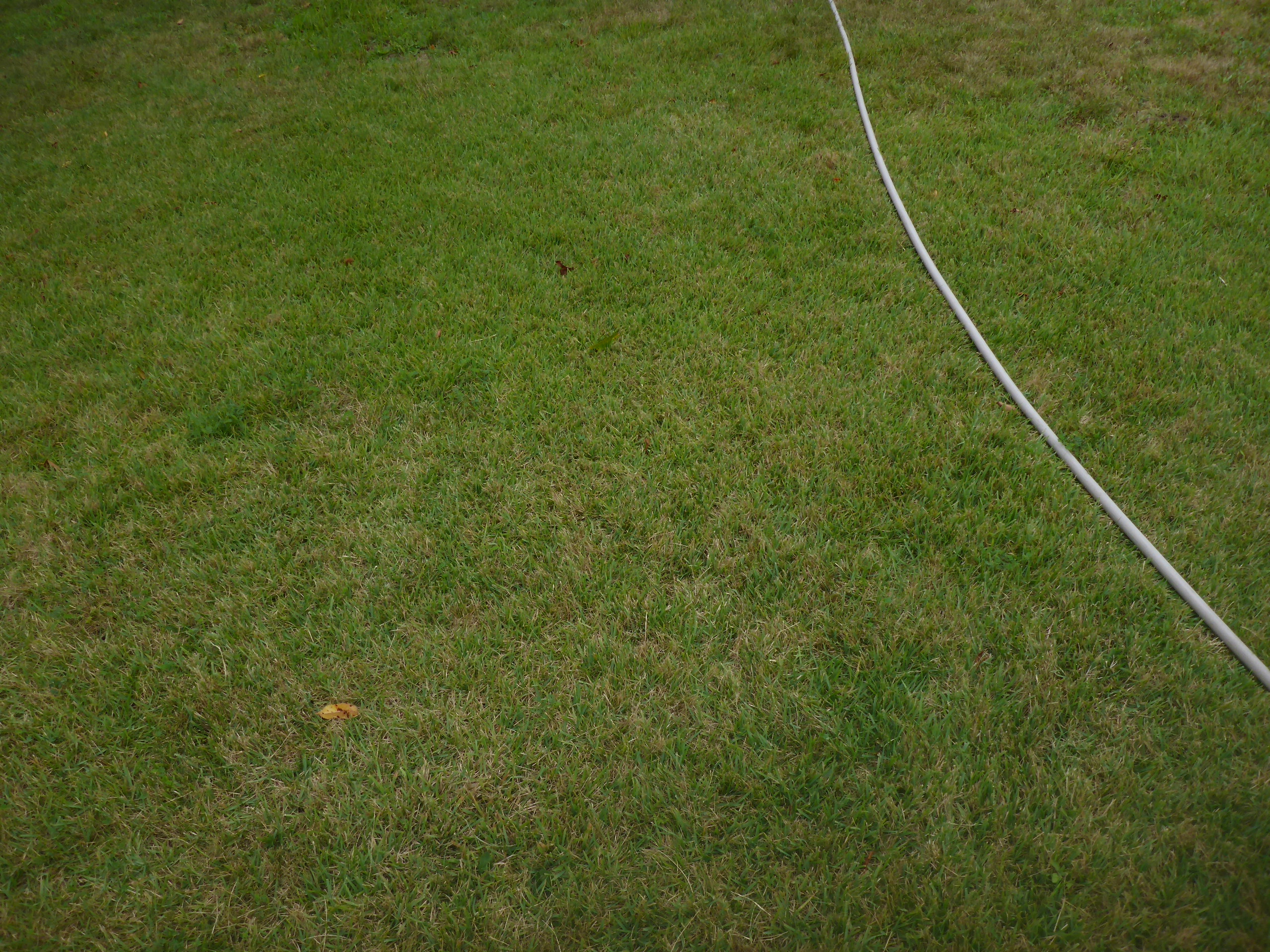 My Cape Cod Lawn – Goldenrod Garden