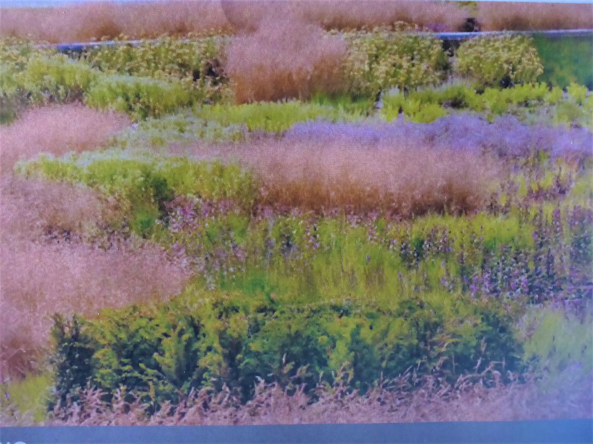 Meadow Planning – Goldenrod Garden