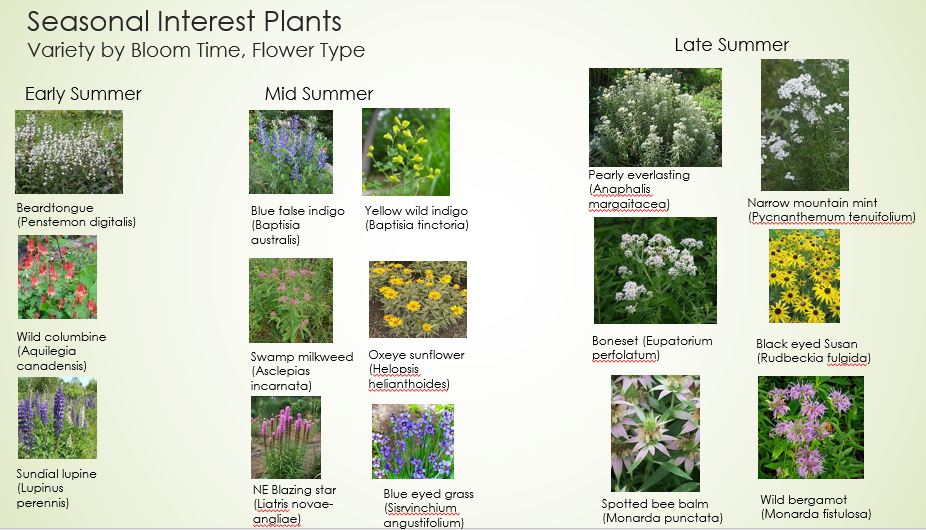 Meadow Planning – Goldenrod Garden