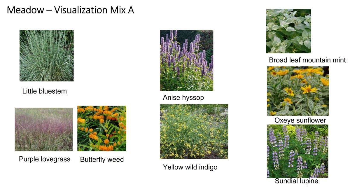 On to the Details – Goldenrod Garden