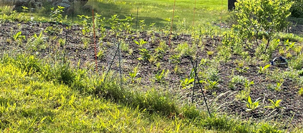 The Meadow is Planted! – Goldenrod Garden