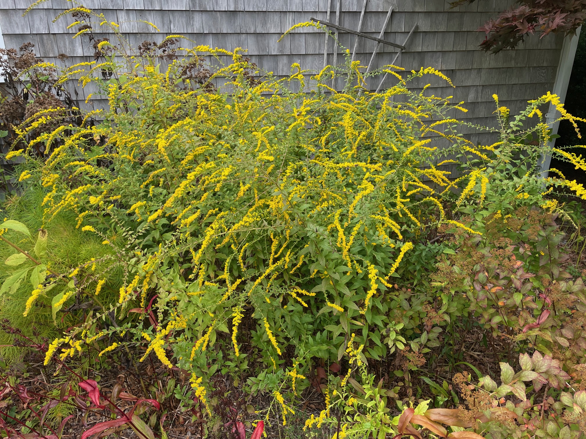 Plant Profile – Goldenrod – Goldenrod Garden