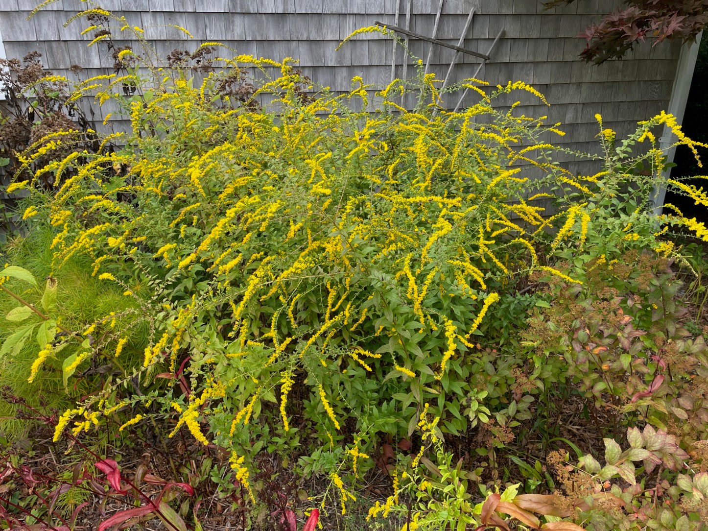 Plant Profile – Goldenrod – Goldenrod Garden