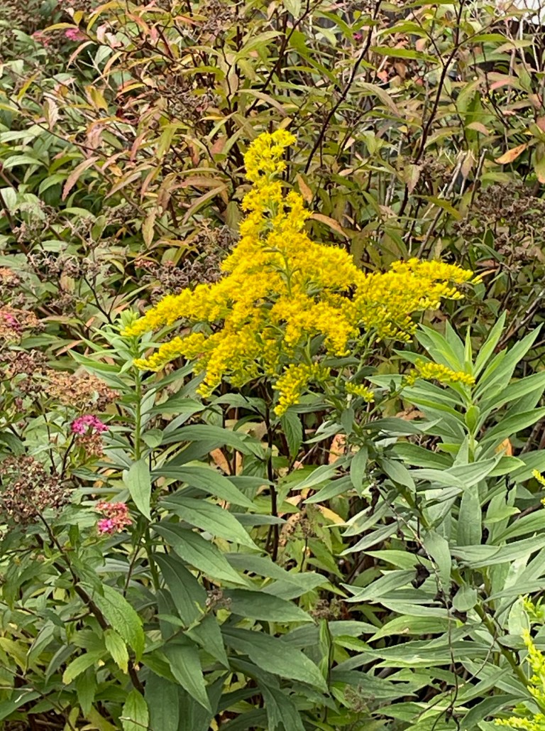 Plant Profile – Goldenrod – Goldenrod Garden