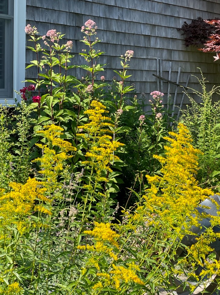 Plant Profile – Goldenrod – Goldenrod Garden