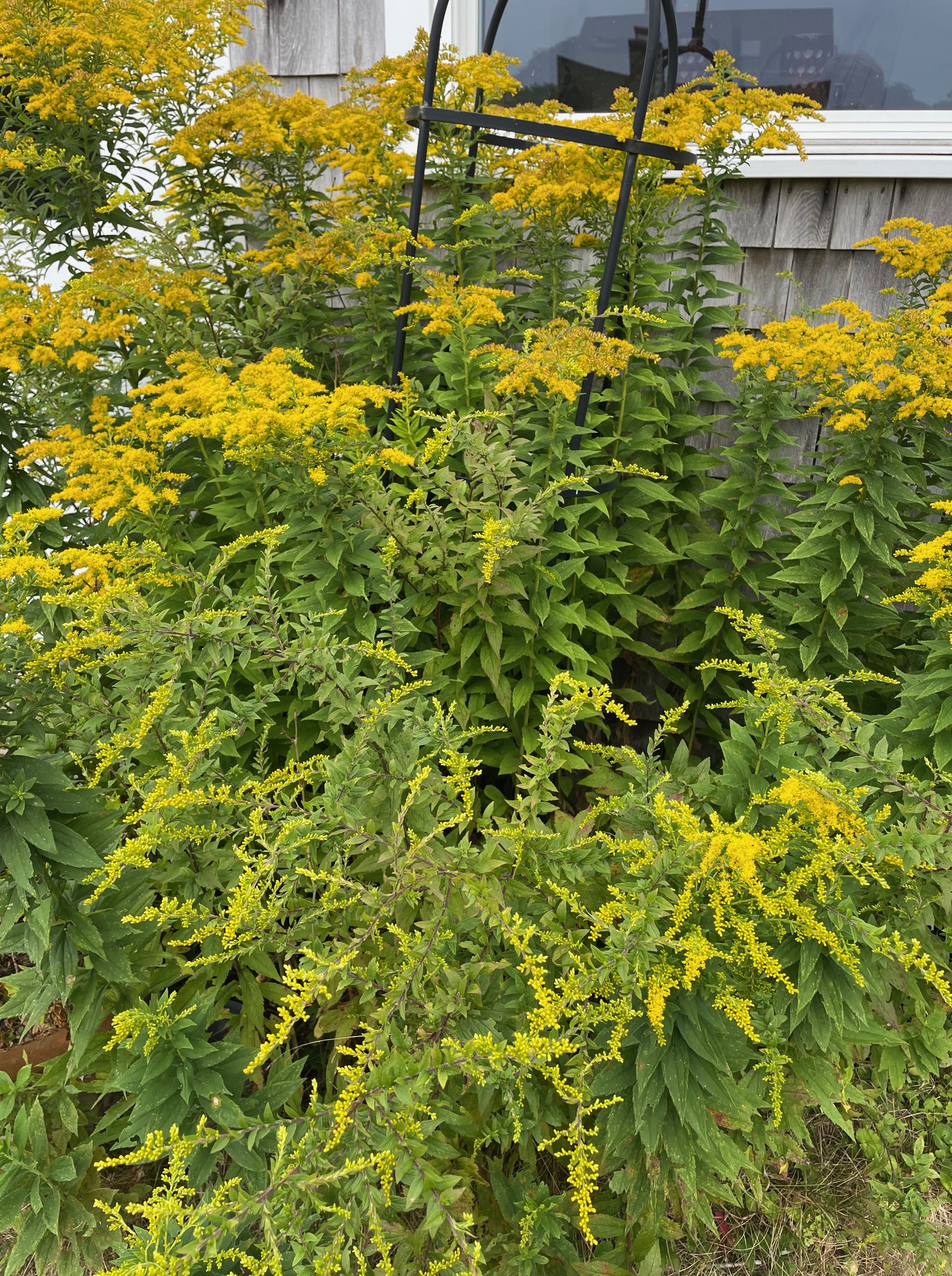 Plant Profile – Goldenrod – Goldenrod Garden