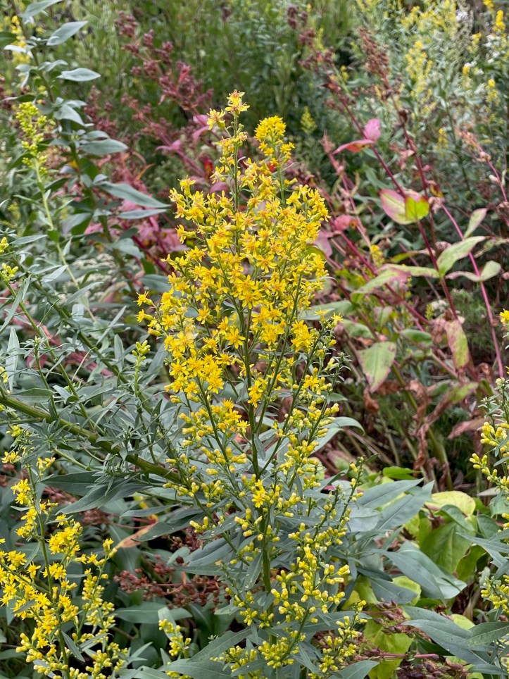 Plant Profile – Goldenrod – Goldenrod Garden